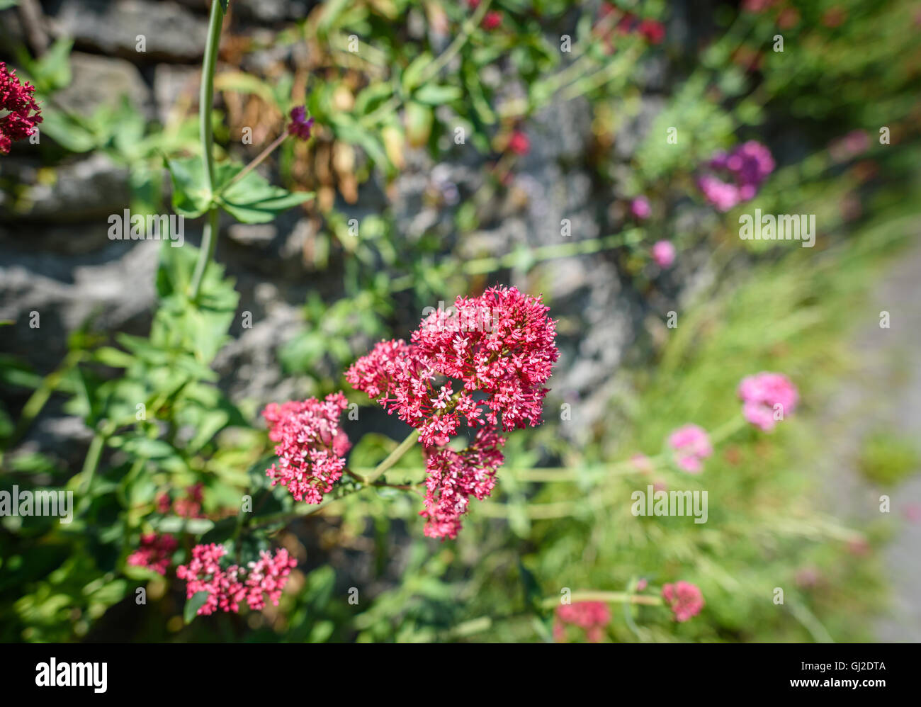 Red valerian flower hi-res stock photography and images - Alamy