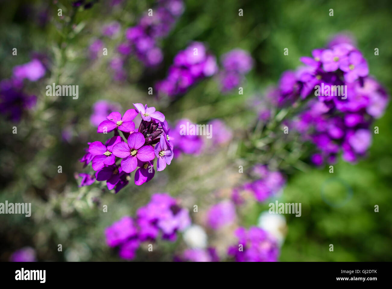 Wallflower garden hi-res stock photography and images - Alamy