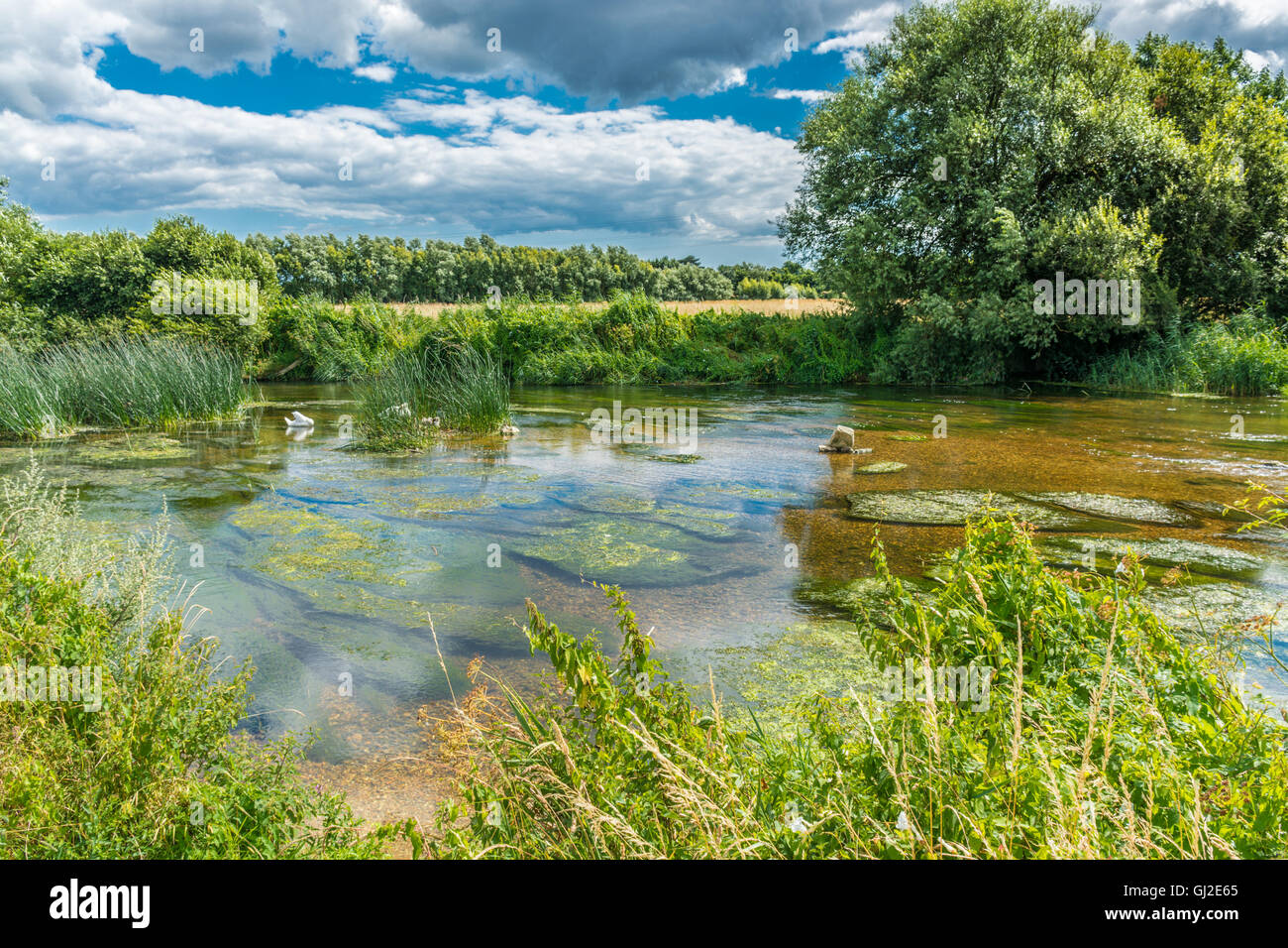 River Stour near Ferndown, Dorset Stock Photo - Alamy