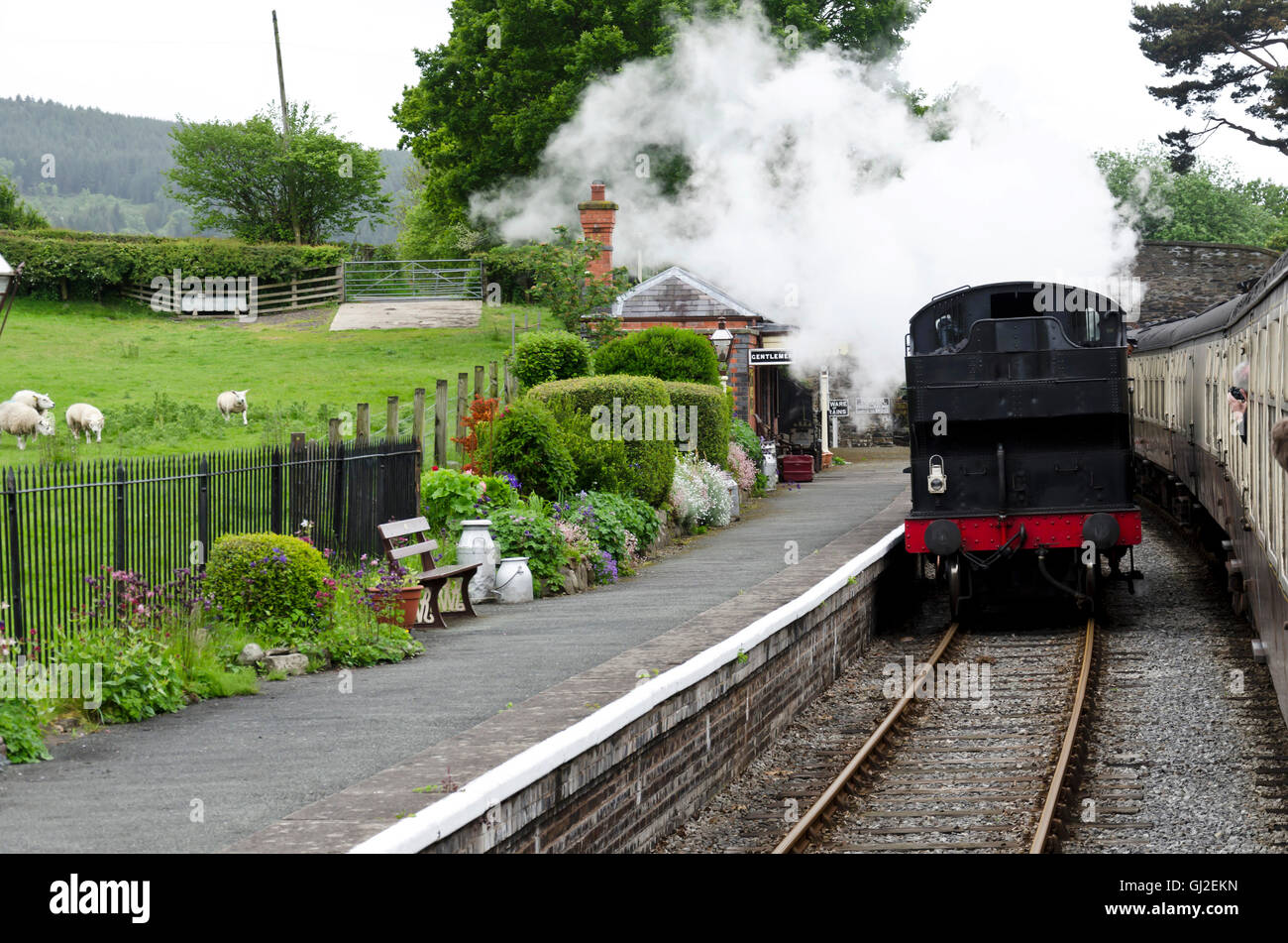 Steam tank locomotive reversing on the passing loop at Carrog Station ...