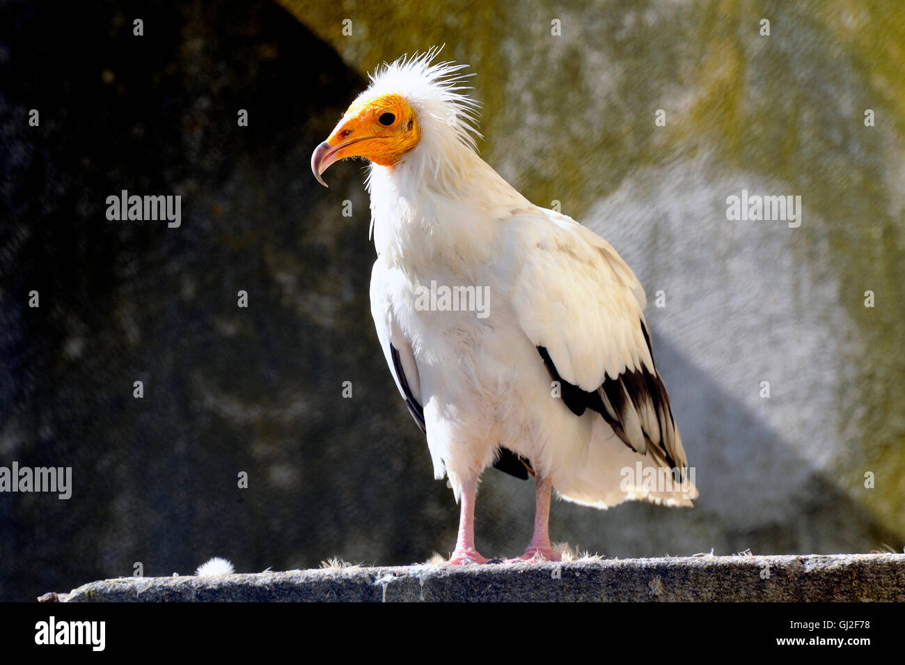 White vulture bird park of Saintes-Maries-de-la-Mer in the Camargue ...