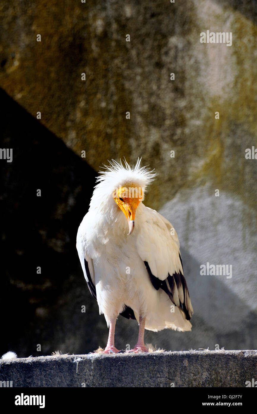 White vulture bird park of Saintes-Maries-de-la-Mer in the Camargue ...