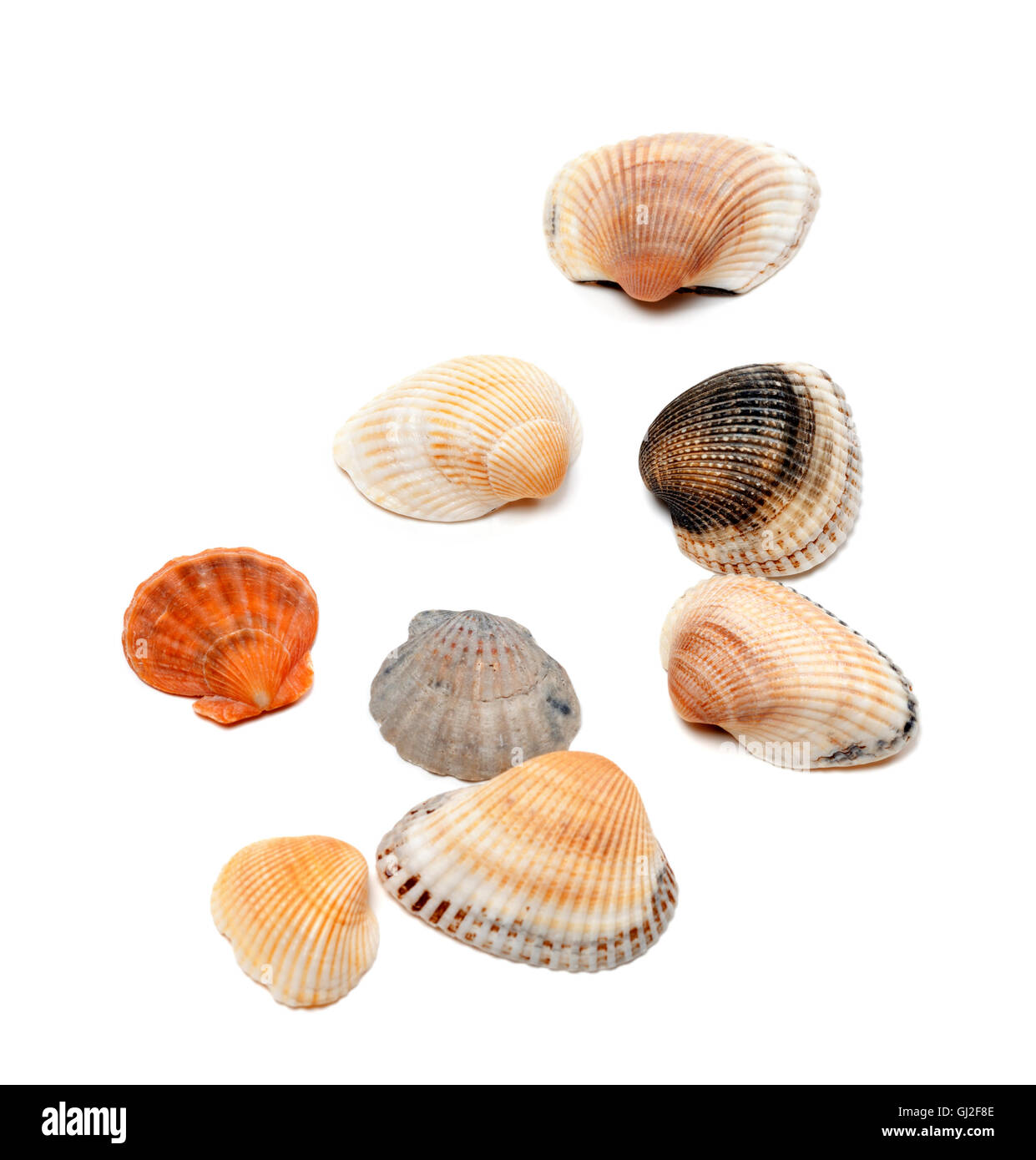 Seashells isolated on white background Stock Photo - Alamy