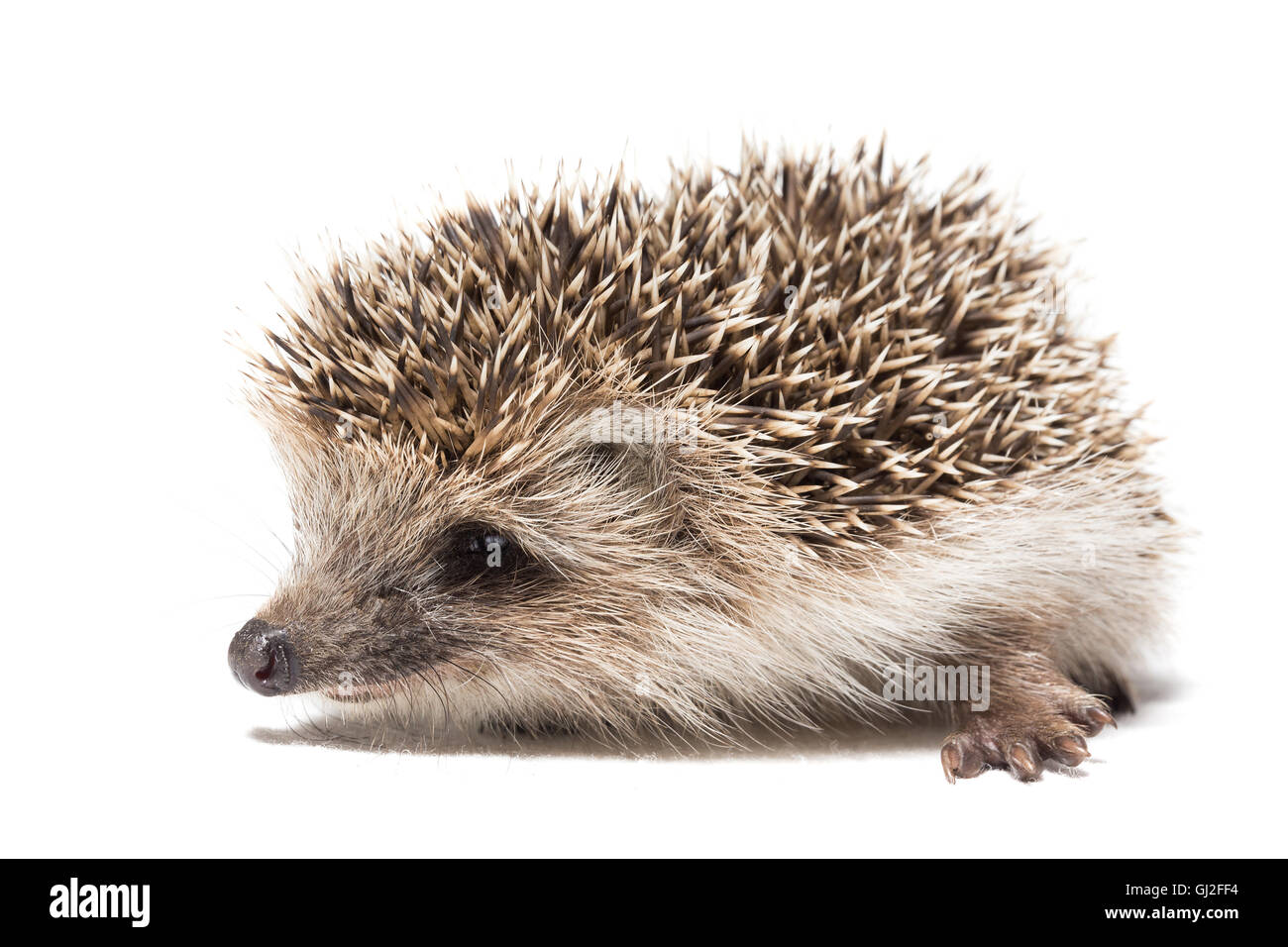 the photograph depicted a hedgehog on a white background Stock Photo ...