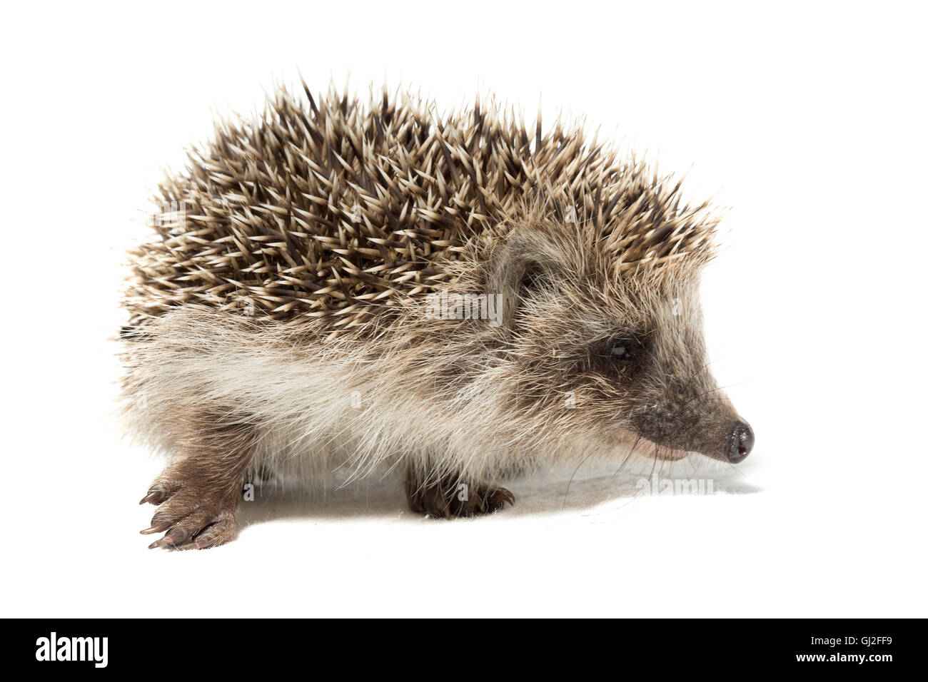 the photograph depicted a hedgehog on a white background Stock Photo ...