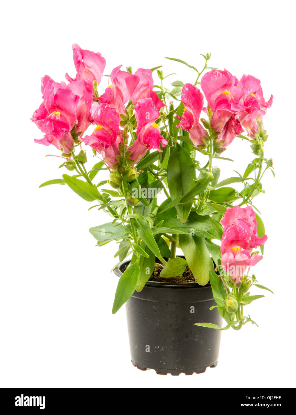 Dragon flower hi-res stock photography and images - Alamy