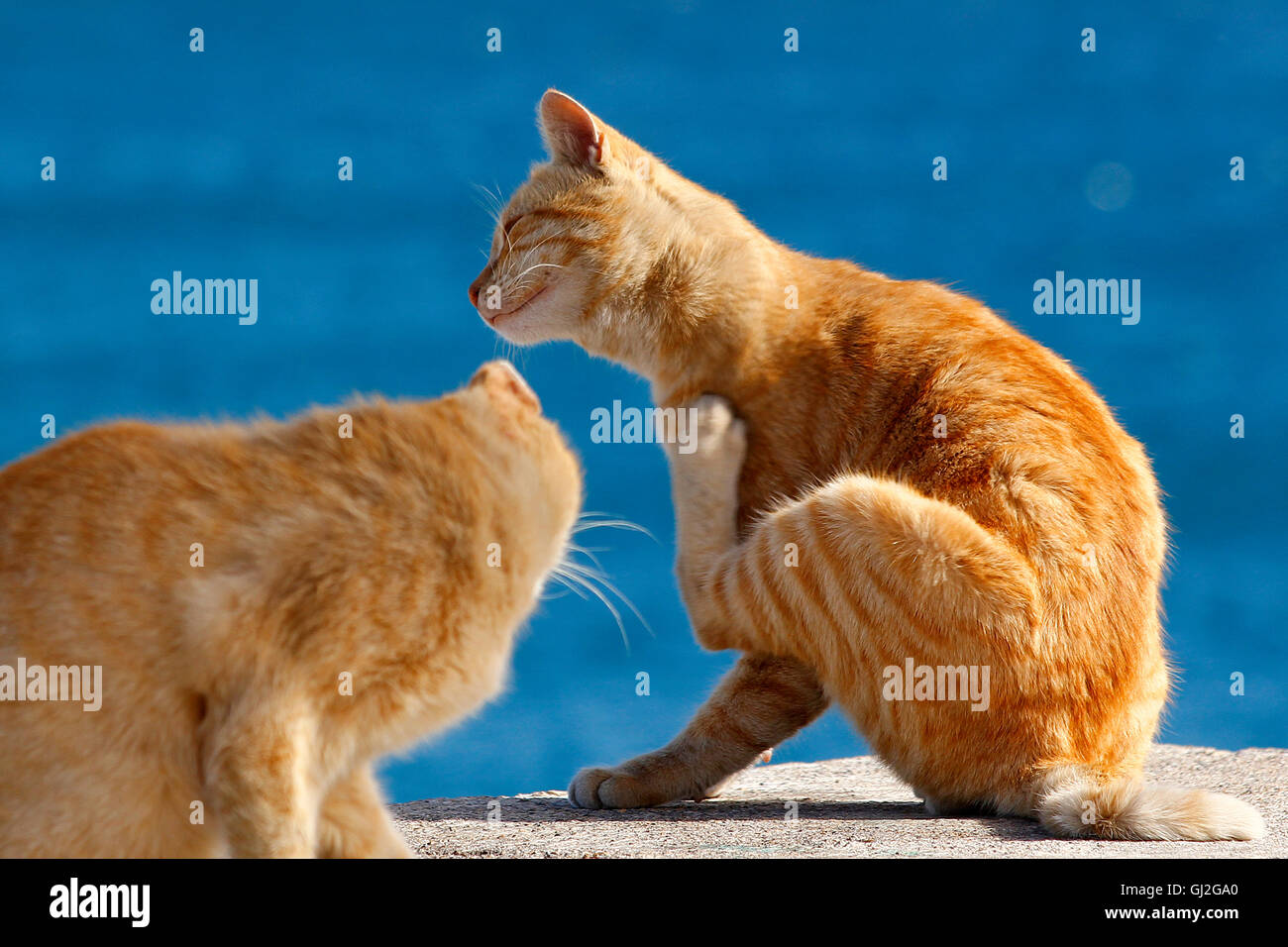 Domestic cat kitten two hi-res stock photography and images - Alamy