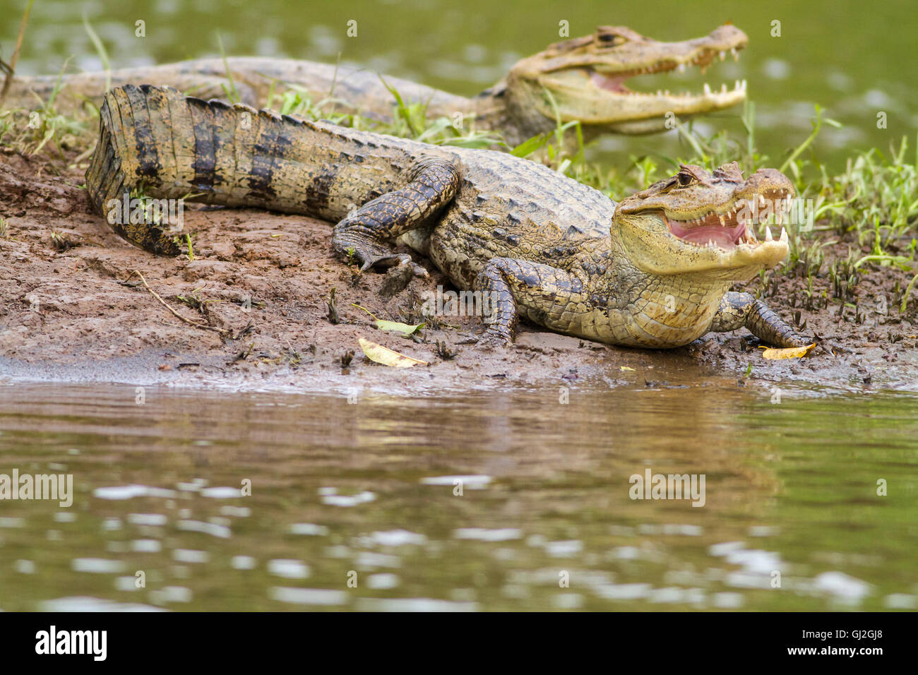 Two caymans (Caiman crocodilus fuscus) , Cano Negro reserve, Alajuela ...