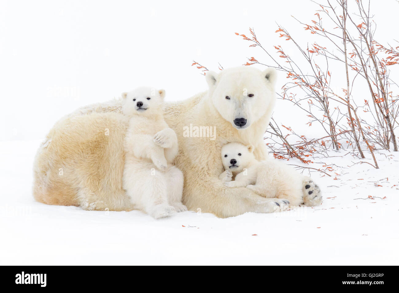 Polar bear mother (Ursus maritimus) lying down with two playing cubs, Wapusk National Park ...