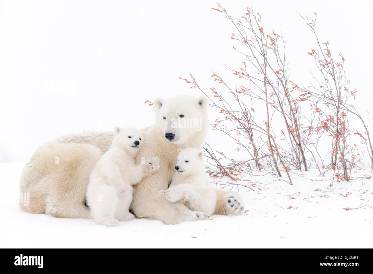 Polar bear mother (Ursus maritimus) lying down with two playing cubs, Wapusk National Park ...