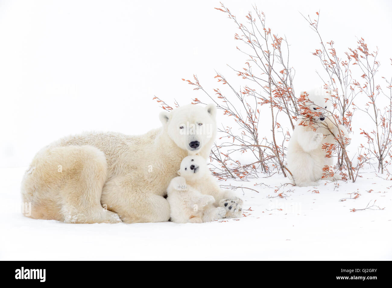 Polar bear mother (Ursus maritimus) lying down with two playing cubs, Wapusk National Park ...