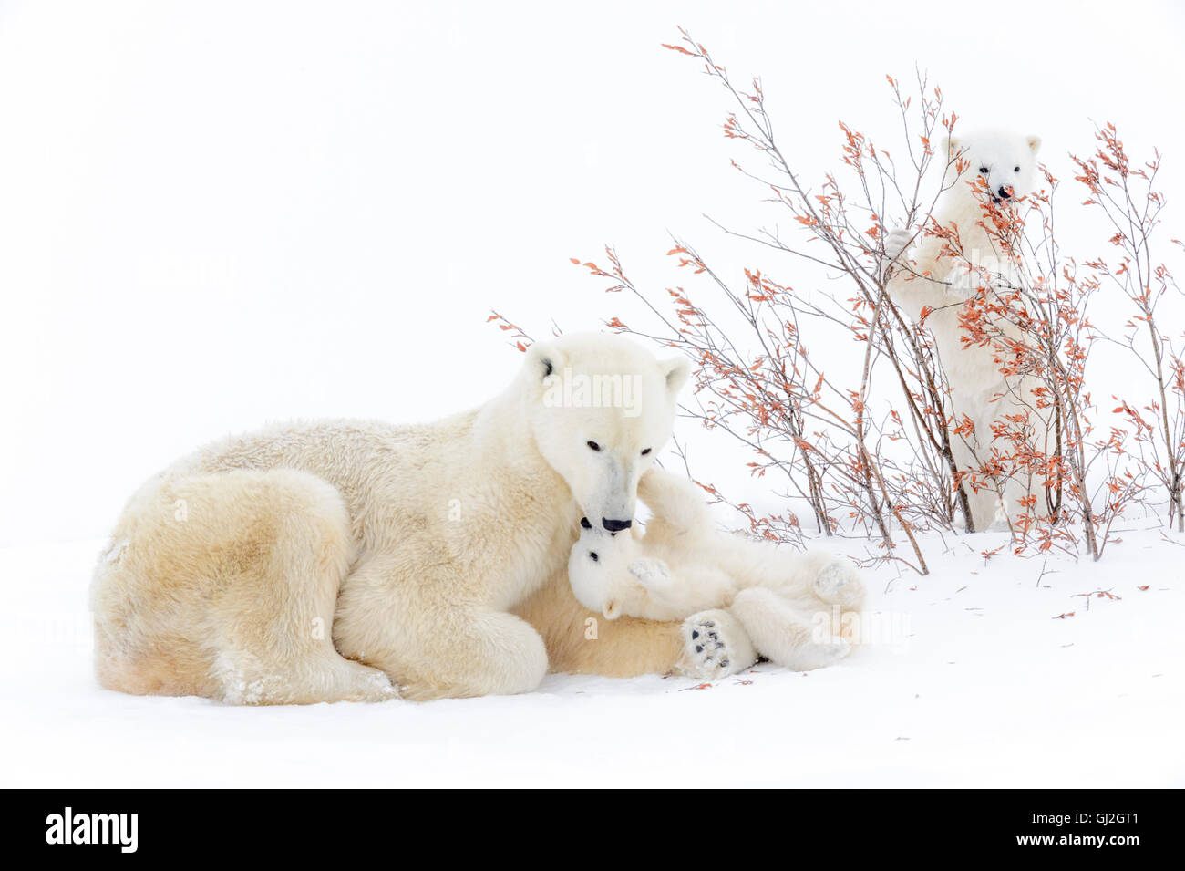 Polar bear mother (Ursus maritimus) lying down with two playing cubs, Wapusk National Park ...