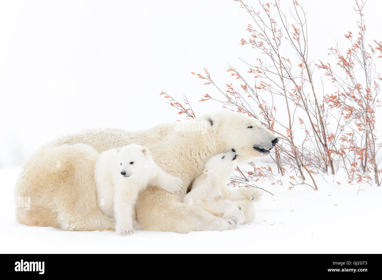 Polar bear mother (Ursus maritimus) lying down with two playing cubs, Wapusk National Park ...