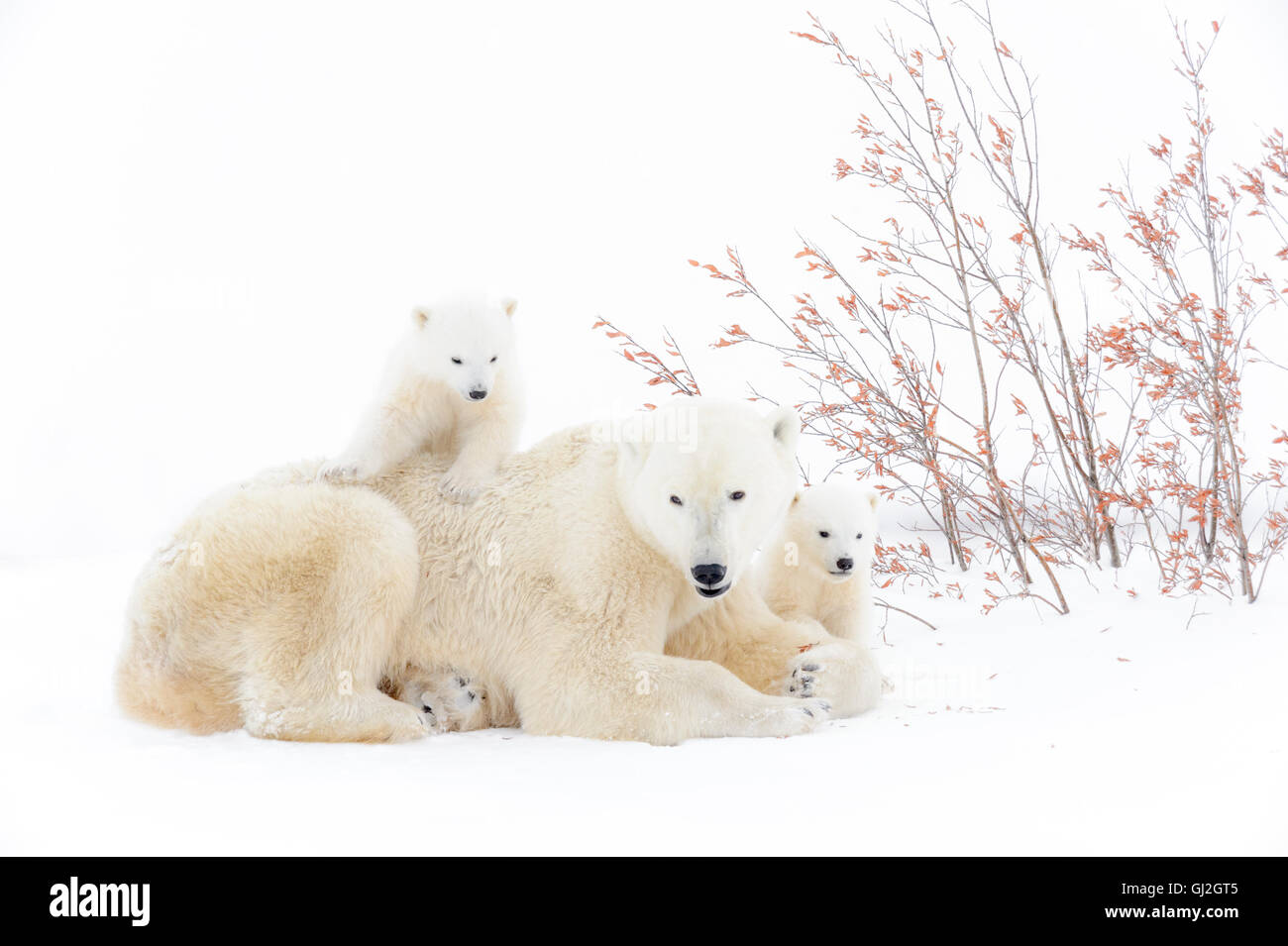 Polar bear mother (Ursus maritimus) lying down with two playing cubs, Wapusk National Park ...