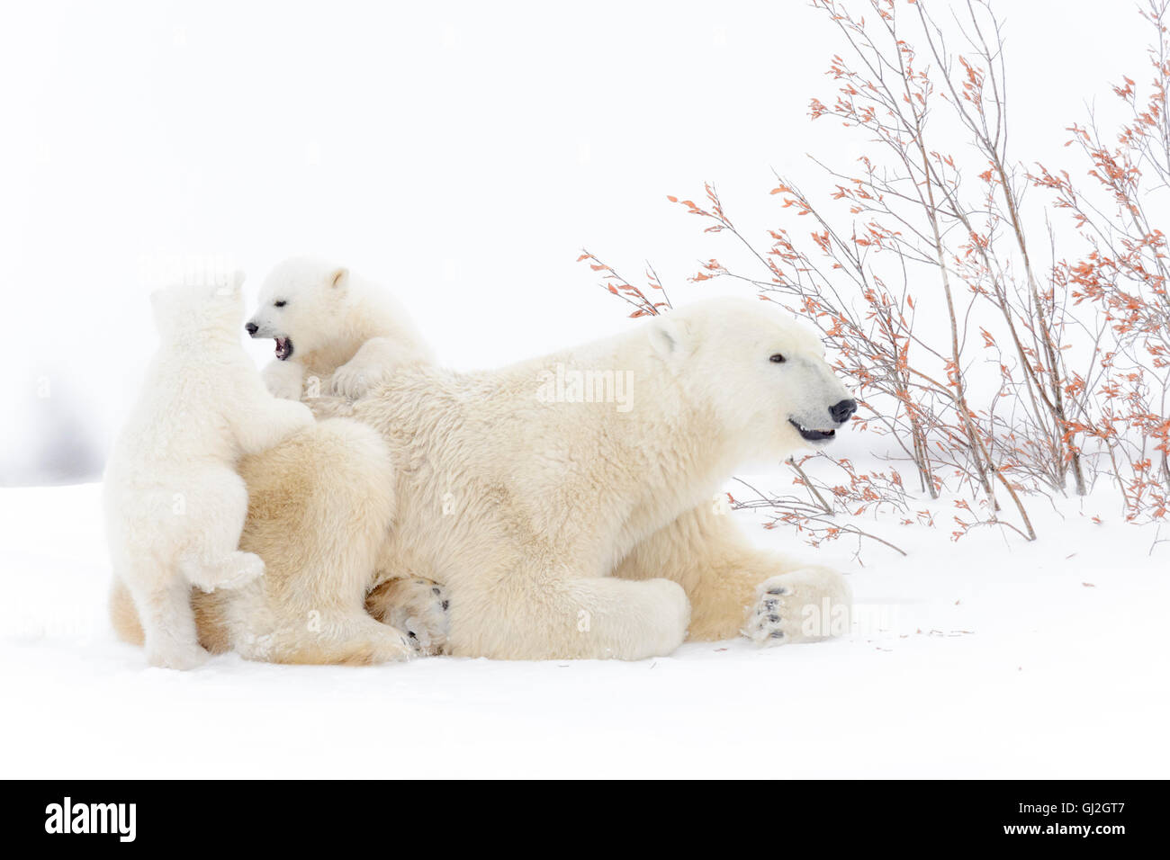 Polar bear mother (Ursus maritimus) lying down with two playing cubs, Wapusk National Park ...