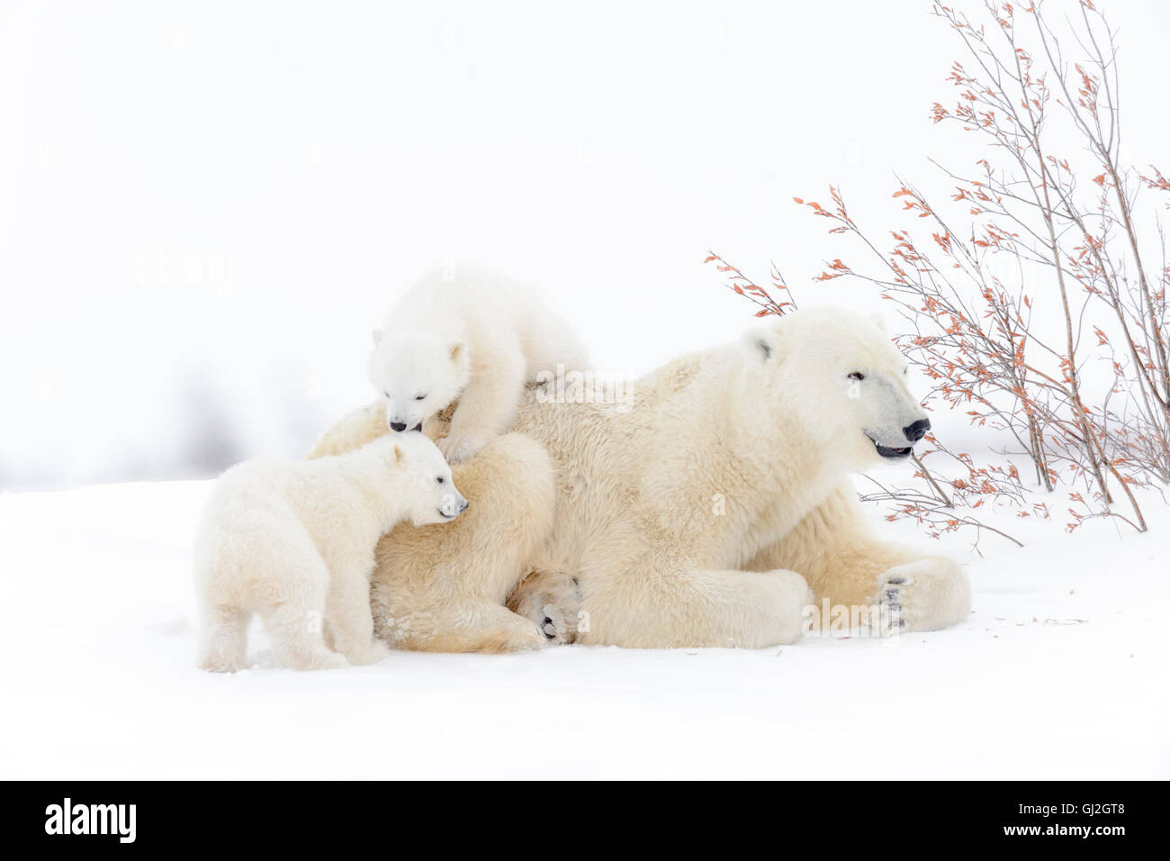 Polar bear mother (Ursus maritimus) lying down with two playing cubs, Wapusk National Park ...