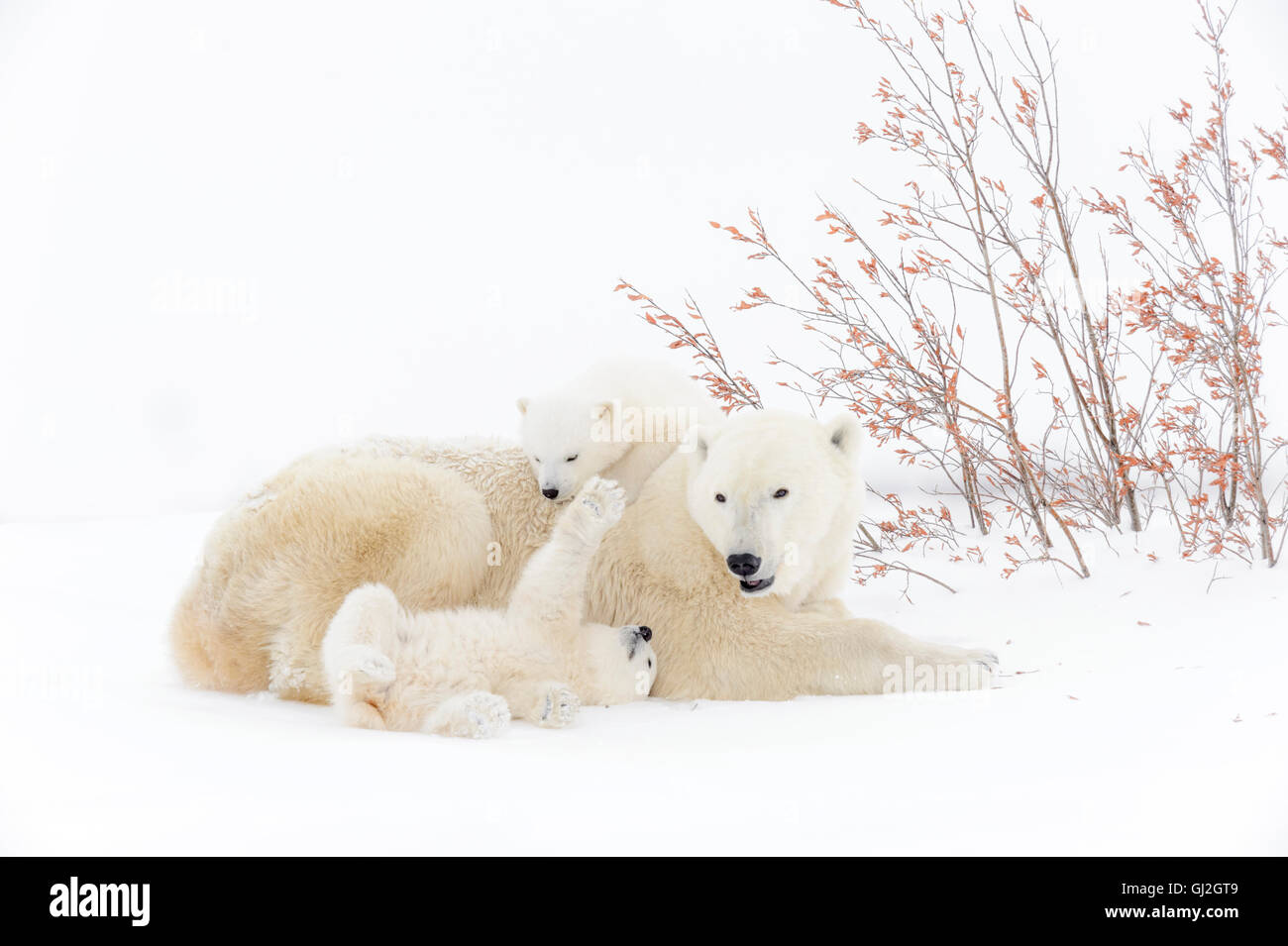 Polar bear mother (Ursus maritimus) lying down with two playing cubs, Wapusk National Park ...