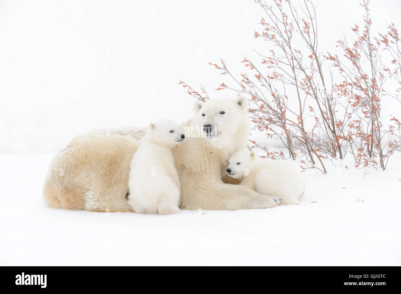 Polar bear mother (Ursus maritimus) lying down with two playing cubs, Wapusk National Park ...
