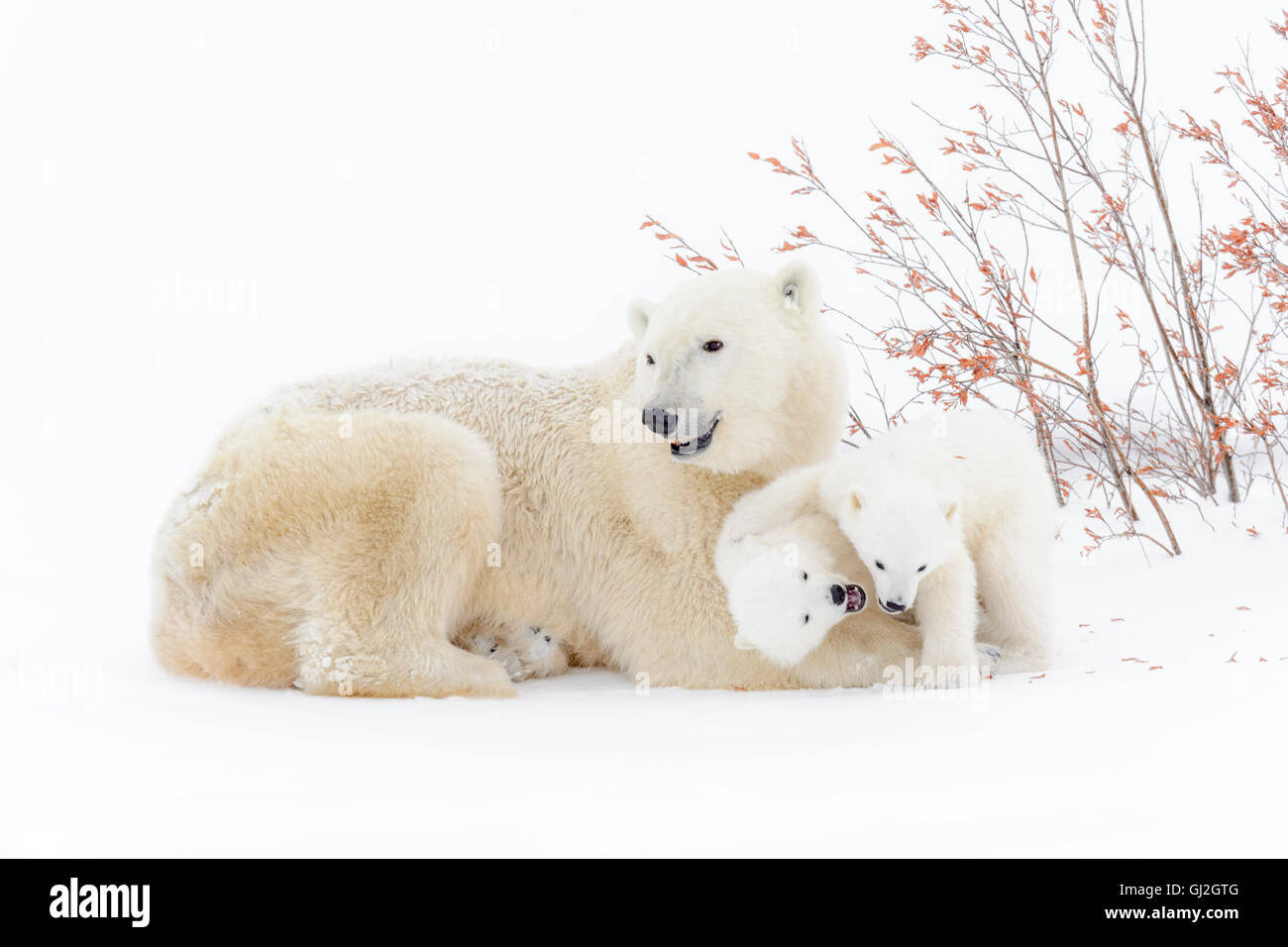 Polar bear mother (Ursus maritimus) lying down with two playing cubs, Wapusk National Park ...