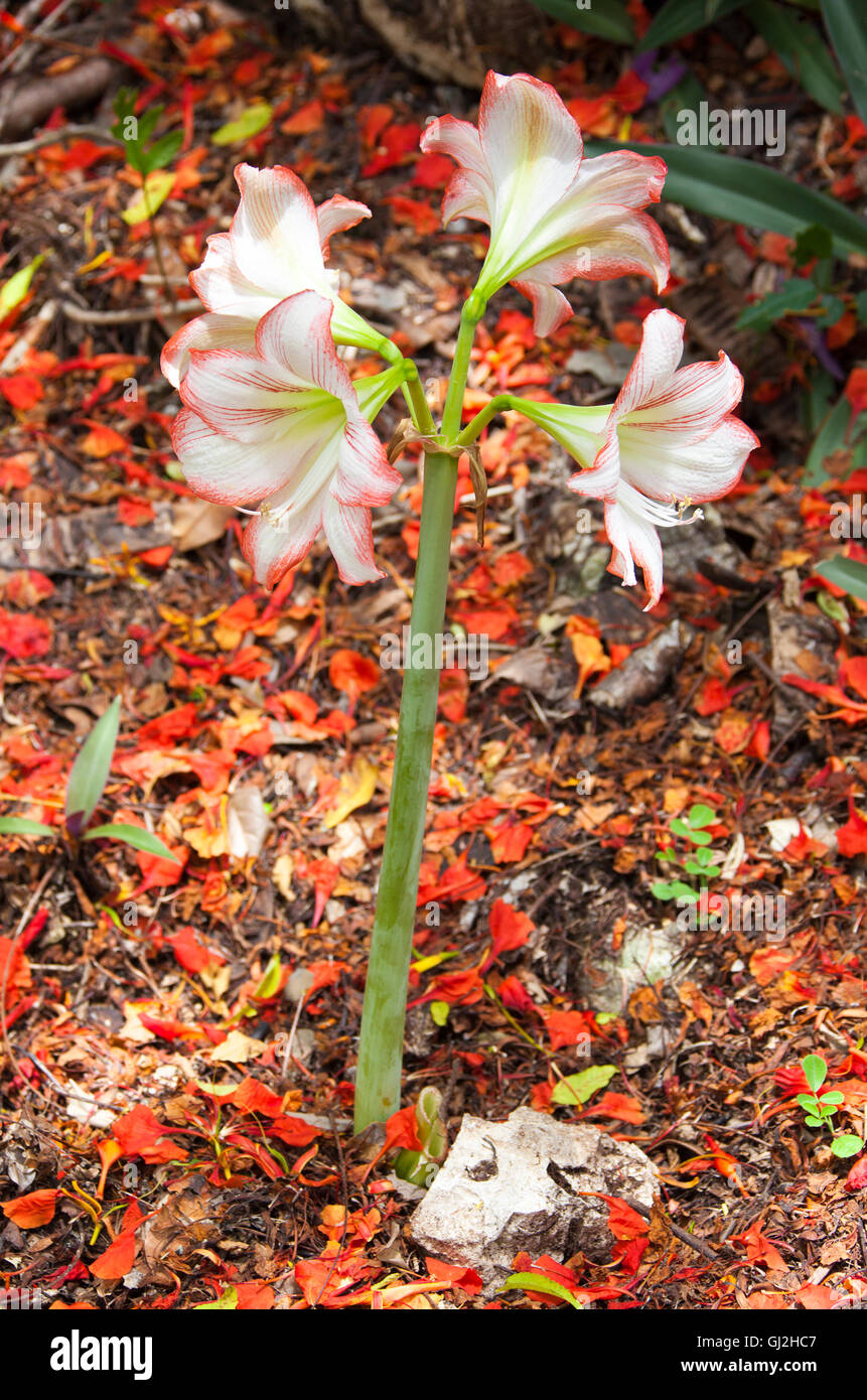 Tropical flower new caledonia hi-res stock photography and images - Alamy