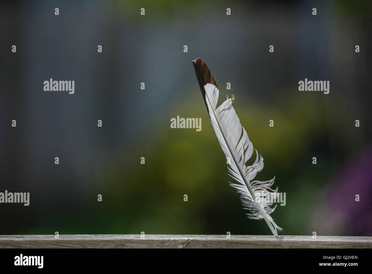 Artistic feather design hi-res stock photography and images - Alamy