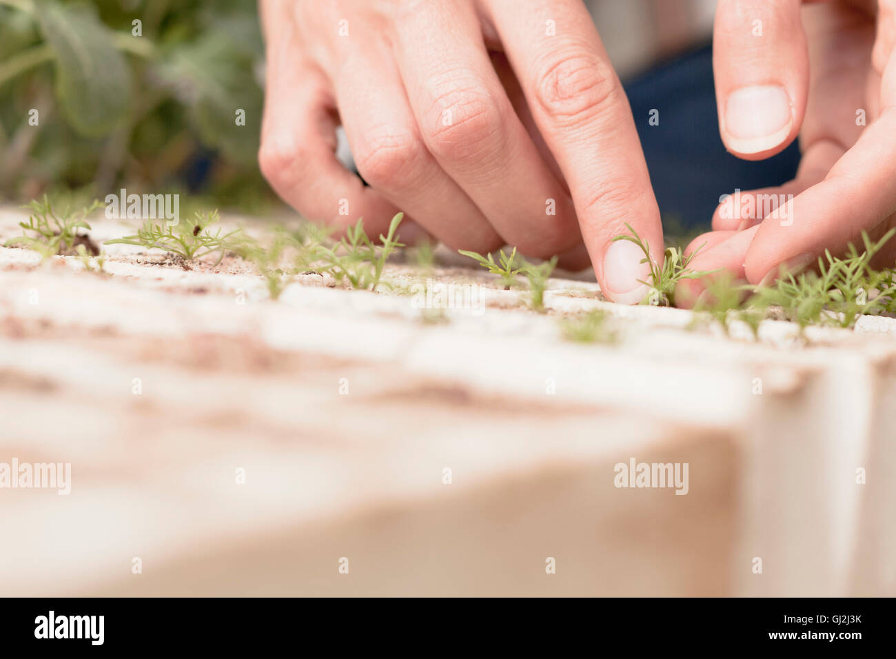 Young plants in garden hi-res stock photography and images - Alamy