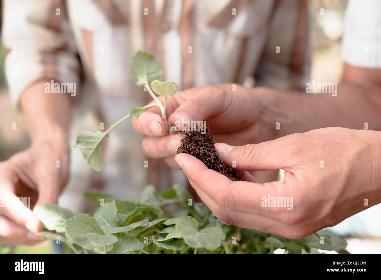 Hand holding roots hi-res stock photography and images - Alamy