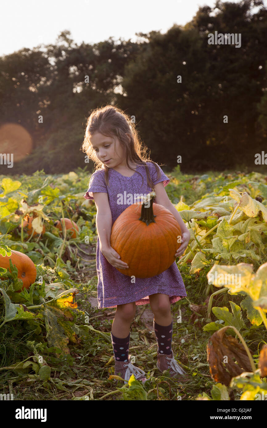Young girl walking through pumpkin patch, carrying pumpkin Stock Photo ...