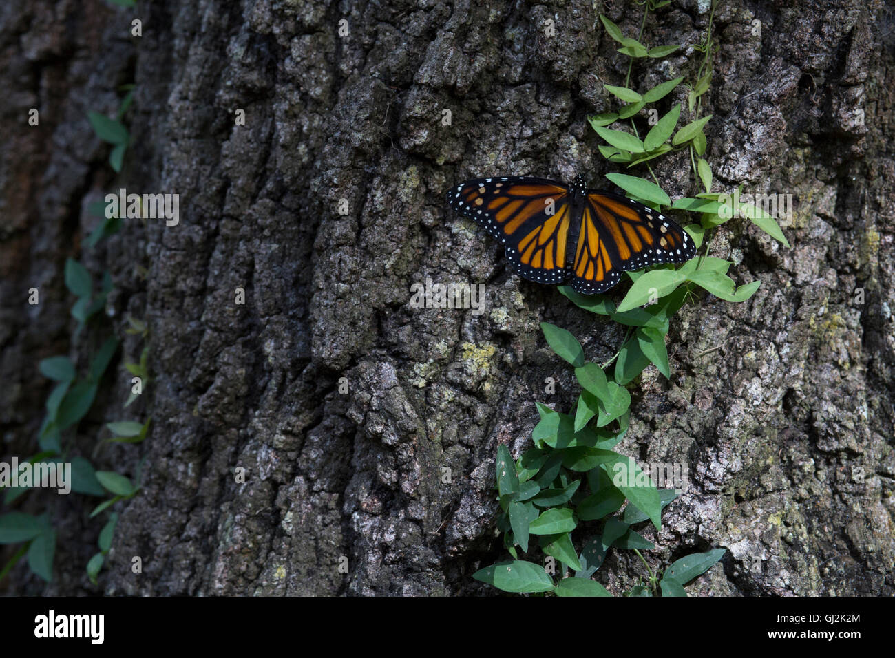 Monarch butterfly on tree trunk hi-res stock photography and images - Alamy