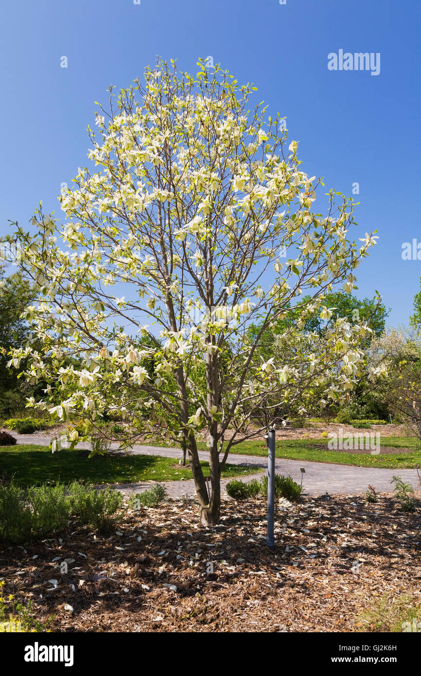 Yellow magnolia hi-res stock photography and images - Alamy
