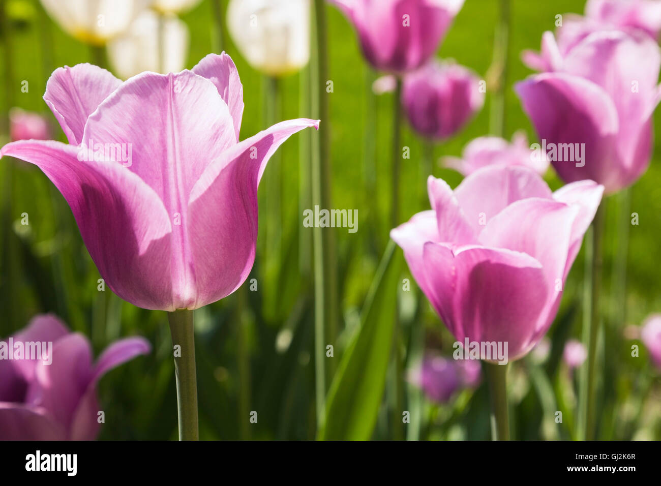 Tulip quebec hi-res stock photography and images - Alamy