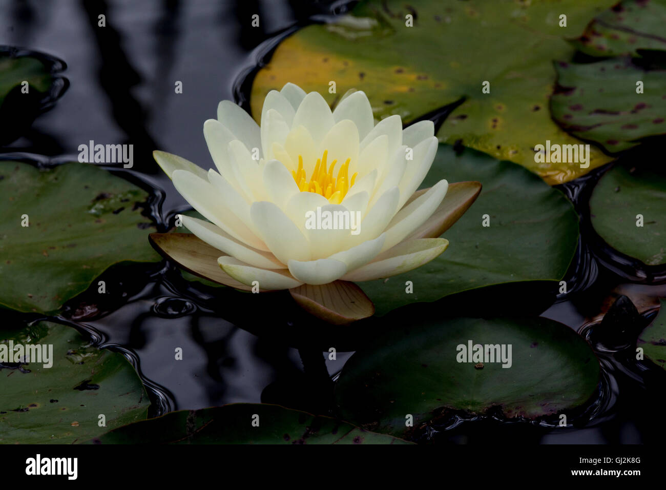 Floating water lily hi-res stock photography and images - Alamy