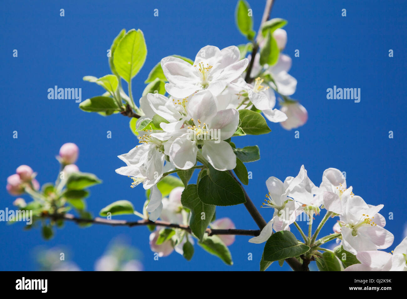 Passion Fruit Tree High Resolution Stock Photography and Images - Alamy