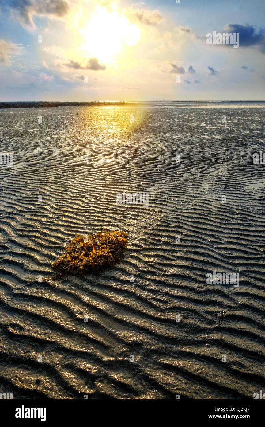 Seaweed in the sand during low tide ocean water and wonderful sunrise ...