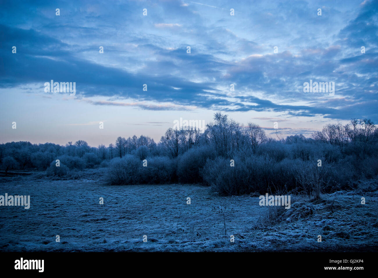 small trees an bushes in winter Stock Photo - Alamy