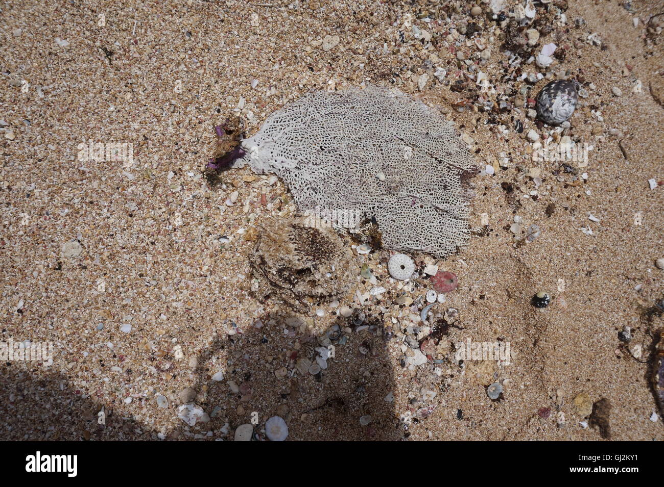 Dead marine creatures hi-res stock photography and images - Alamy