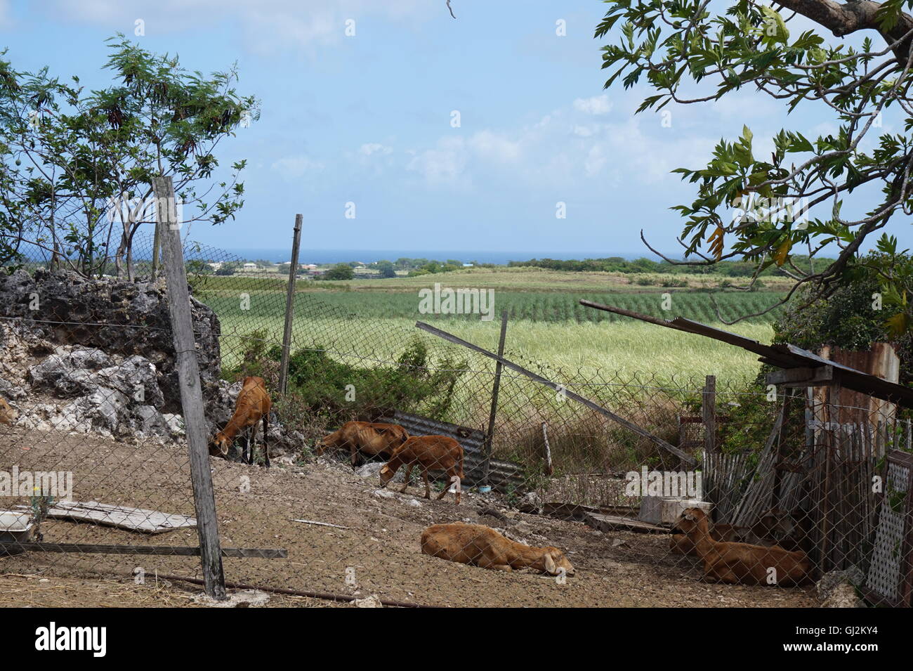 Goats and sugar cane on a farm, Barbados Stock Photo - Alamy