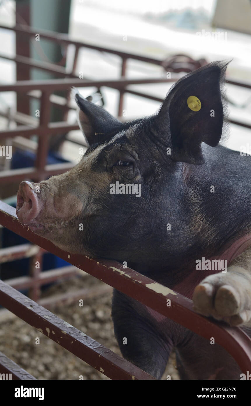 Pig farm pens hi-res stock photography and images - Alamy