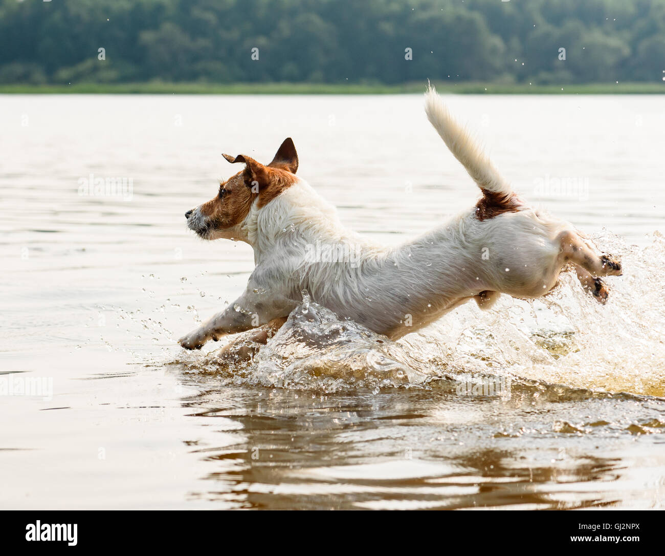 Dog running and jumping at beach in water making splashes Stock Photo ...