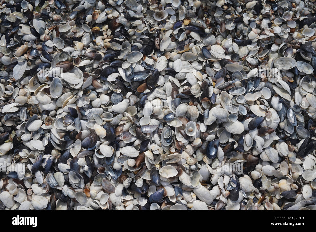A lot of little colored shells on the sea shore Stock Photo - Alamy