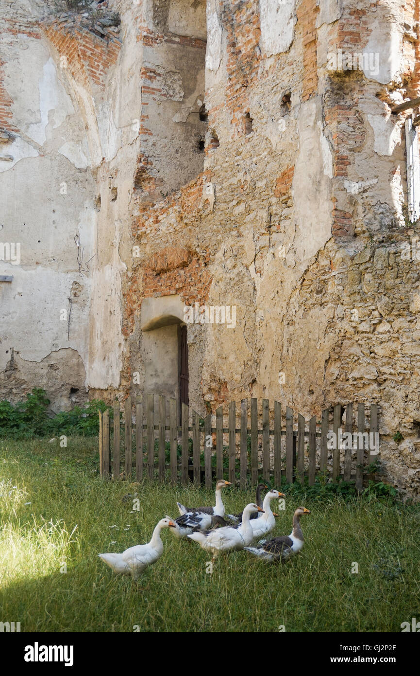Geese in the area of medieval stone fortress Stock Photo - Alamy