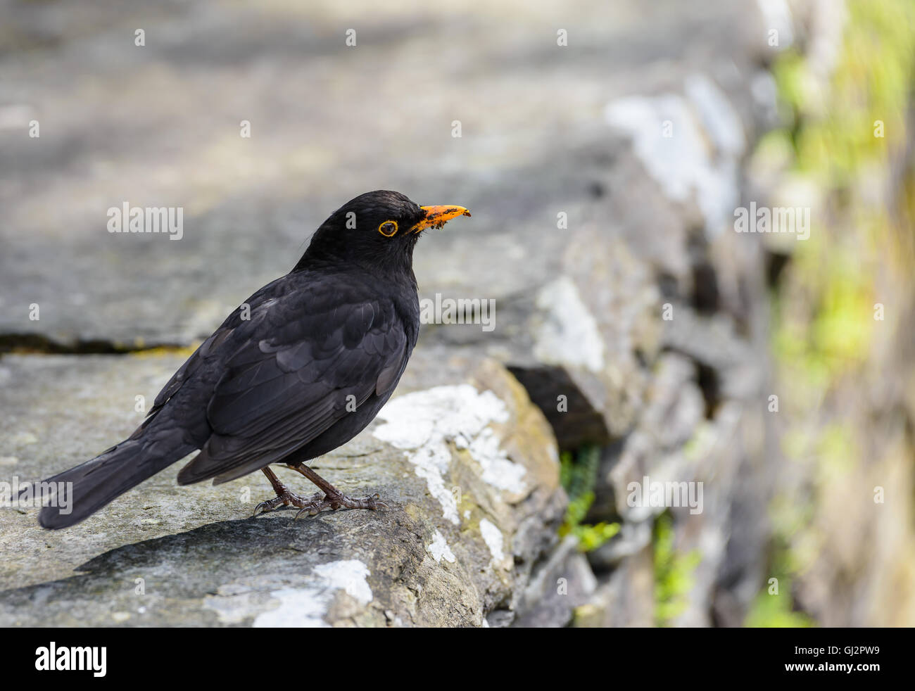 Male ring with black stone hi-res stock photography and images - Alamy