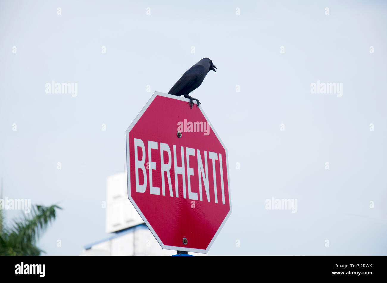 Crow bird standing on traffic sign on the road of George Town and ...