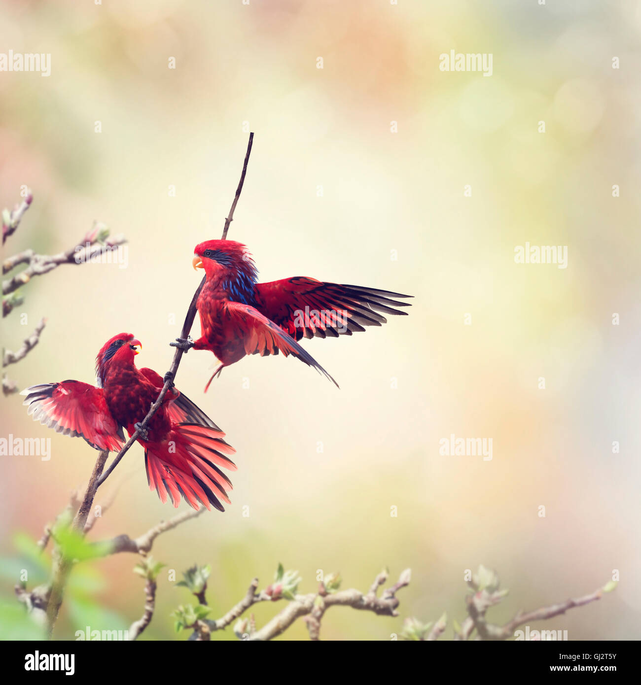 Two Blue-streaked Lory Parrots fighting Stock Photo - Alamy