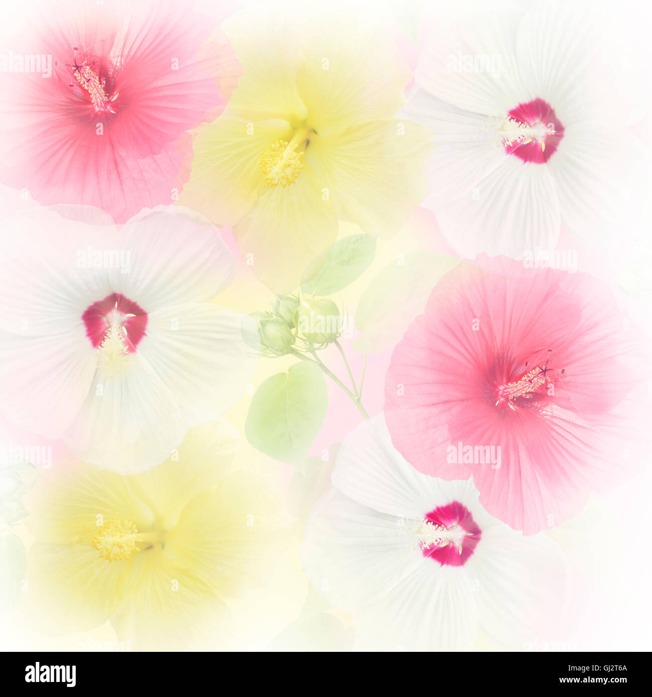 Colorful Hibiscus flowers for background Stock Photo - Alamy