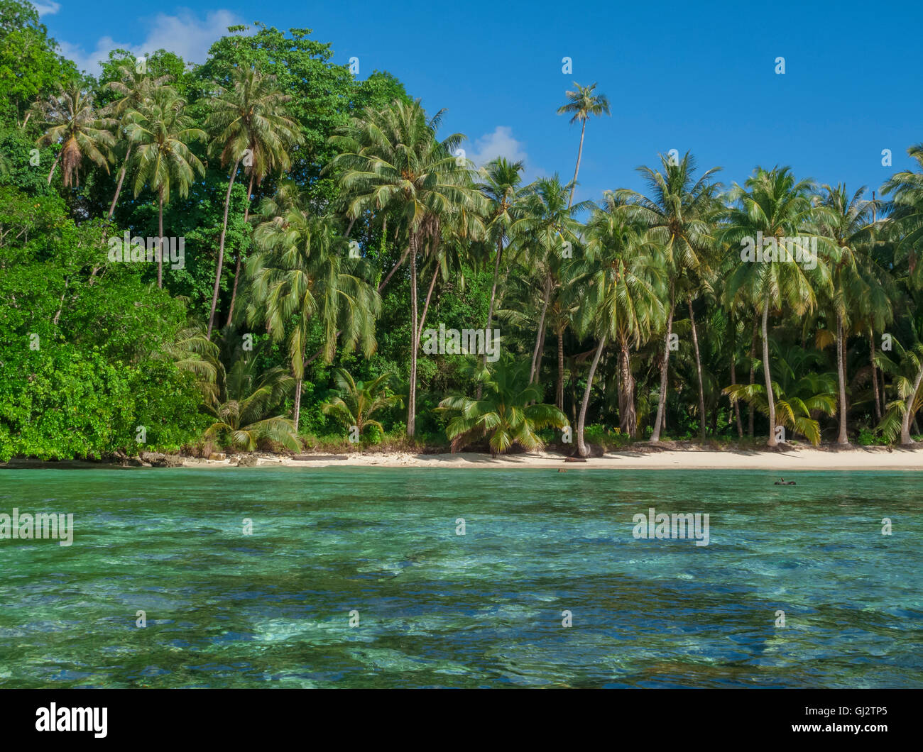 Palm trees along a sunny tropical beach with clear water of a lagoon in ...