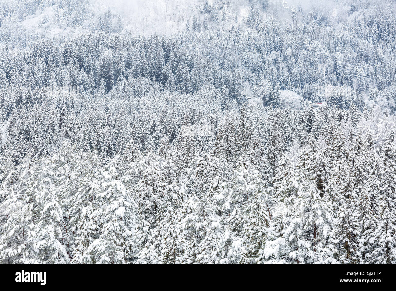 snow forest in winter landscape Stock Photo - Alamy