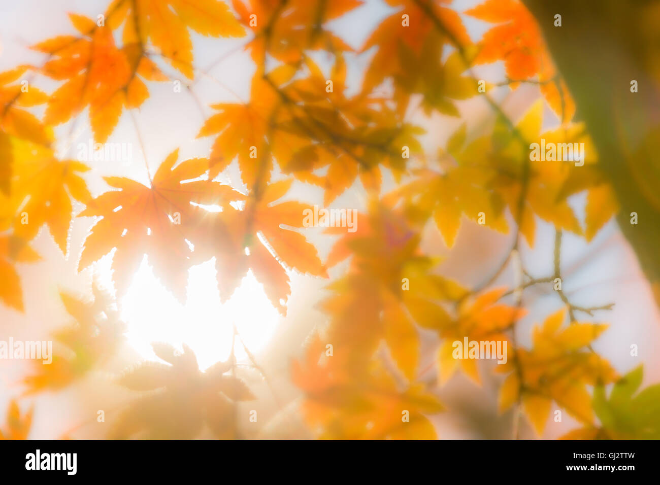 autumn trees out of focus, natural bokeh abstract blur background Stock ...