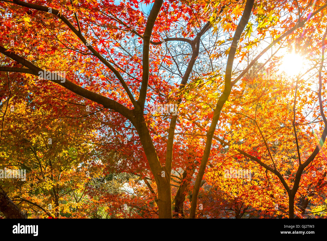 autumn leaves Yellow, orange and red in beautiful fall park Stock Photo ...