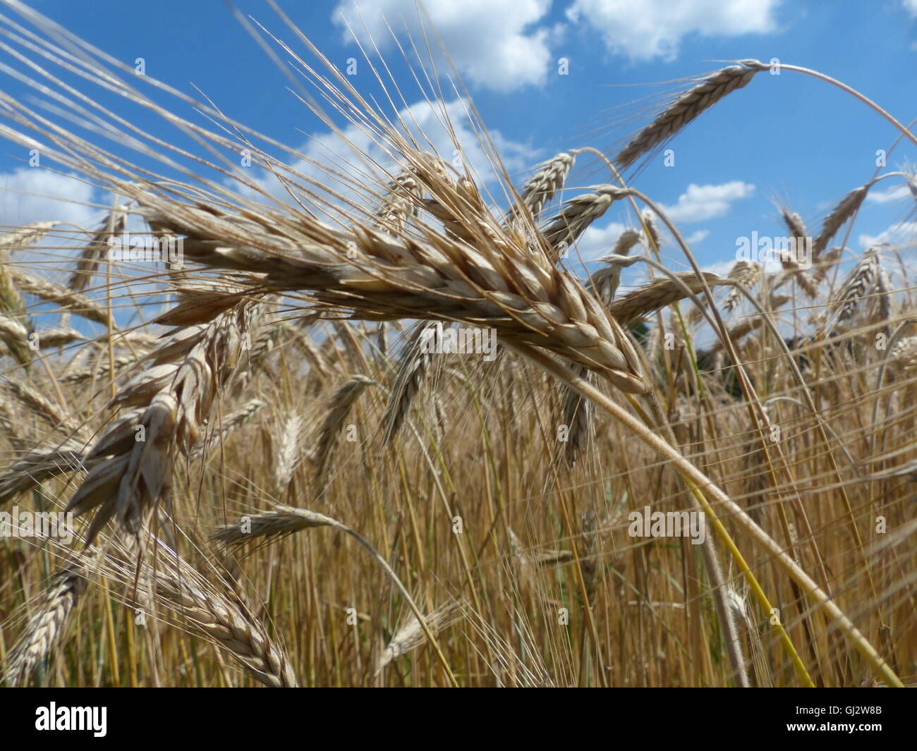 Agriculture, wheat field ready for harvest Stock Photo - Alamy